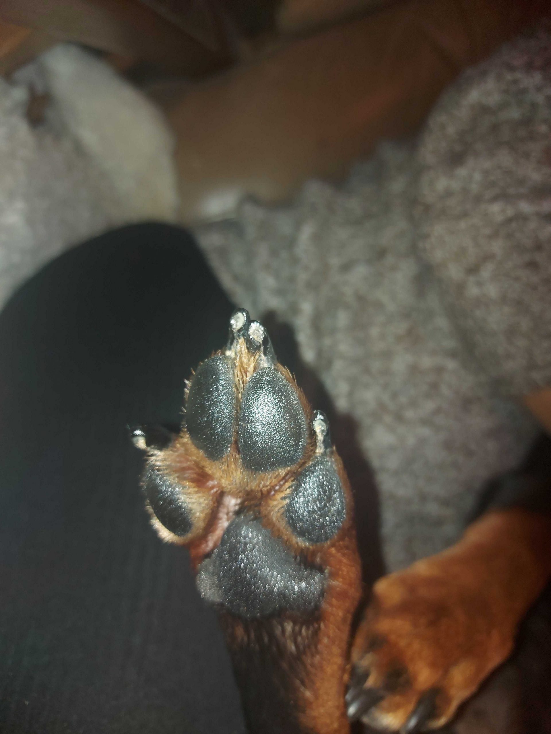 Superbra Hundsalva - Motverkar Torra Tassar och Trampdynor 50 ML ...